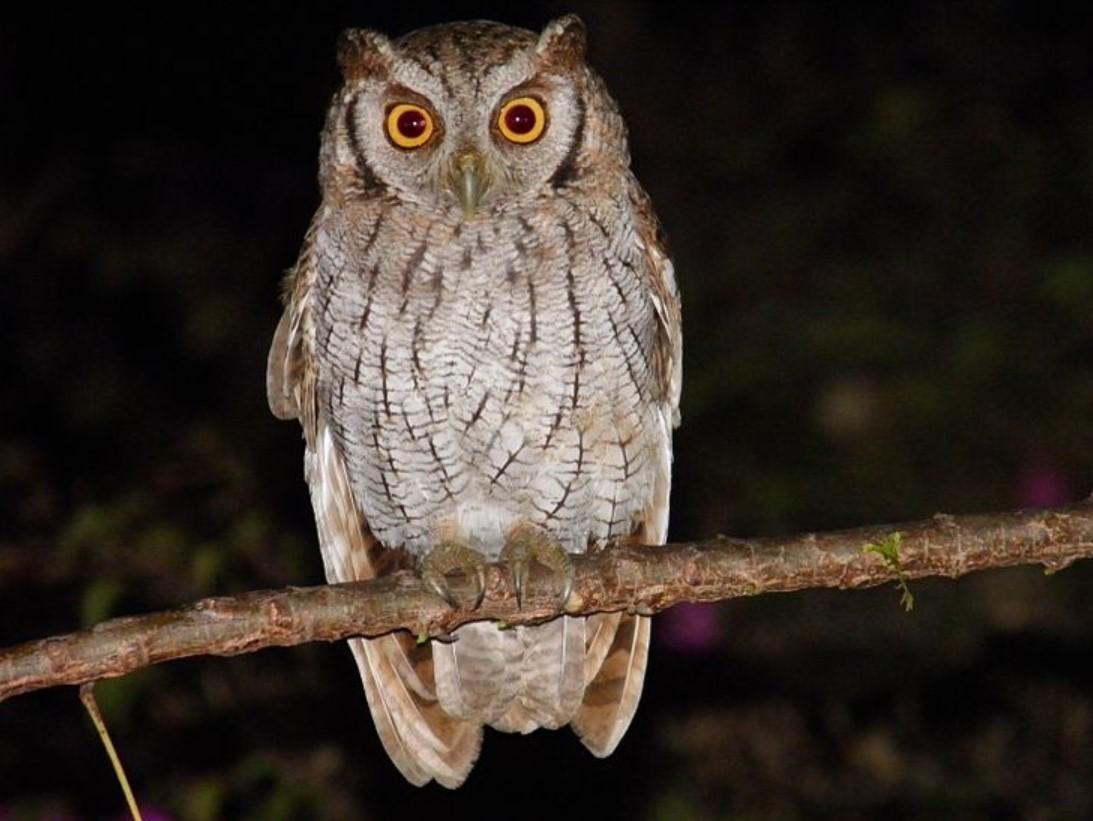 Famille de HIBOUX - Caractéristiques, Noms et Photos