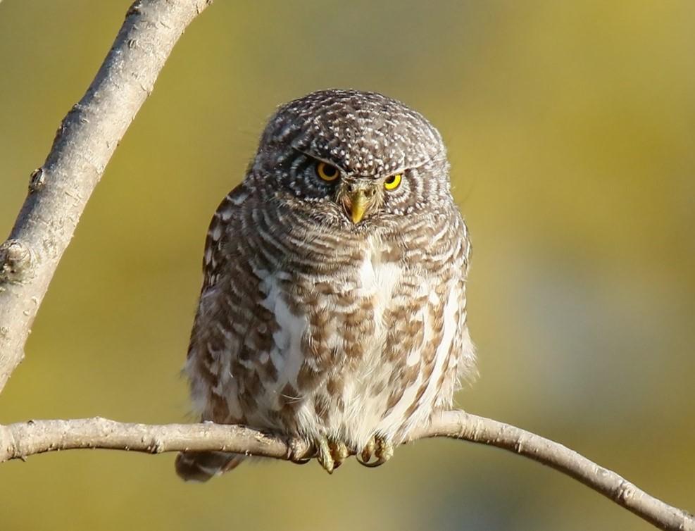 Famille de HIBOUX - Caractéristiques, Noms et Photos