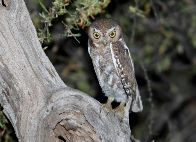 Famille de HIBOUX - Caractéristiques, Noms et Photos