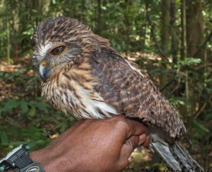 Famille de HIBOUX - Caractéristiques, Noms et Photos