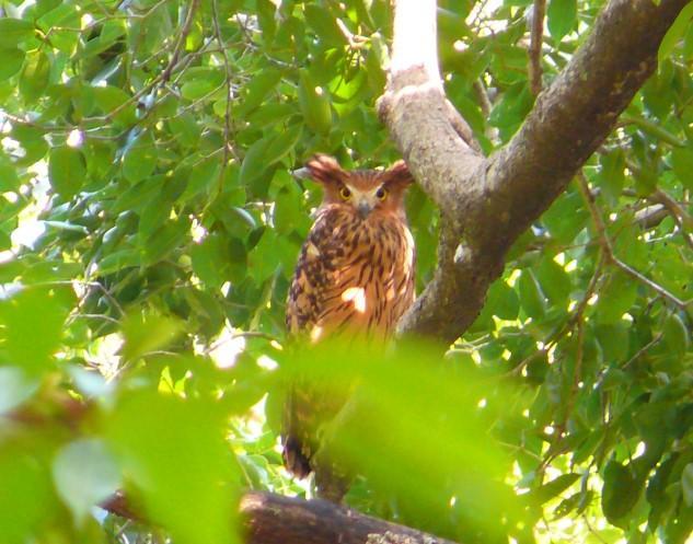 Famille de HIBOUX - Caractéristiques, Noms et Photos