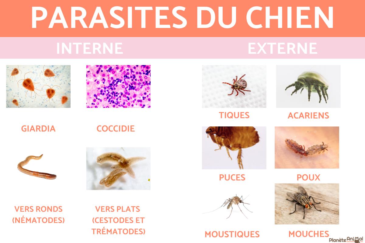 Parasites du chien - Photos, symptômes et traitements