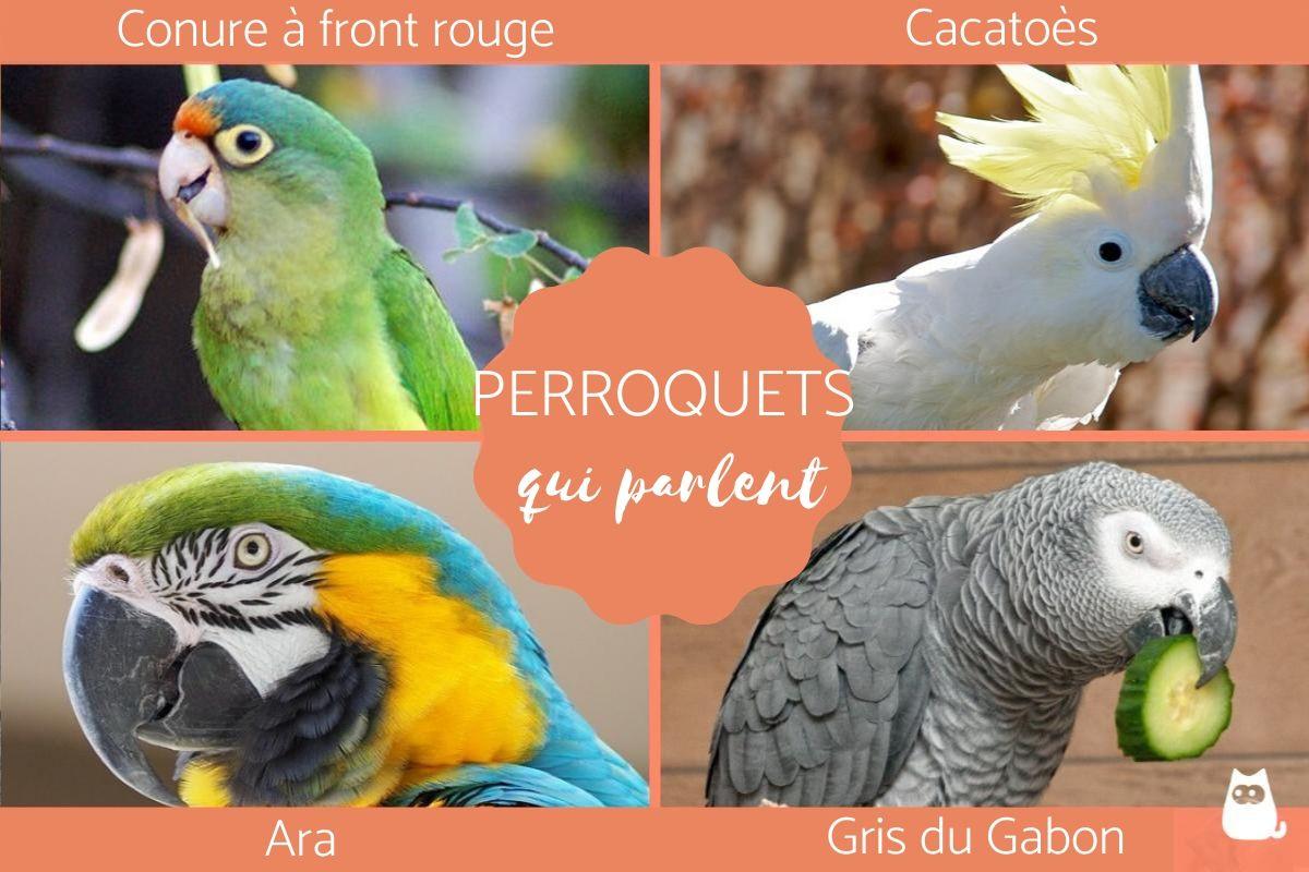 PERROQUET qui PARLE - Caractéristiques, types et races