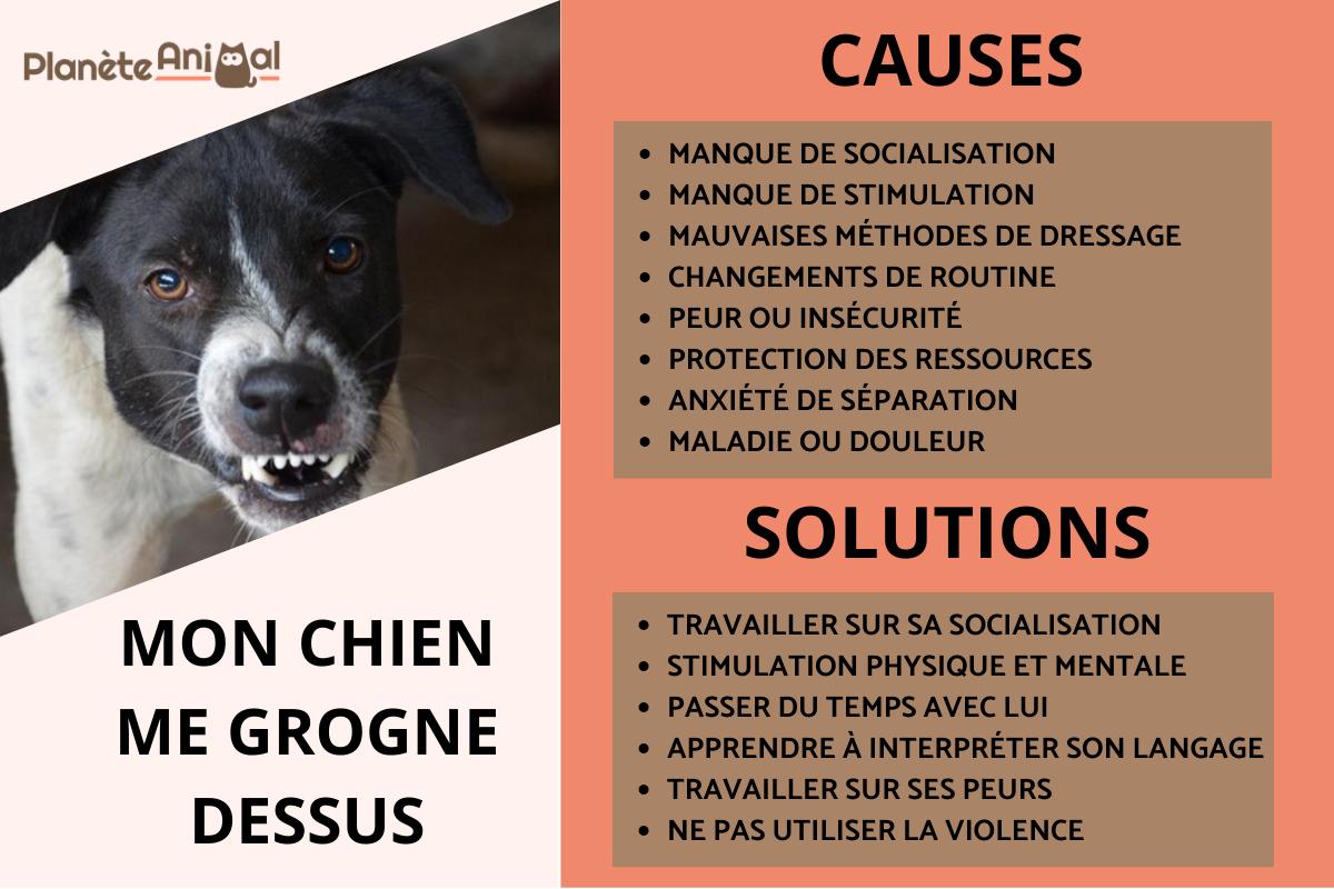 MON CHIEN ME GROGNE DESSUS - CAUSES et QUE FAIRE - CHIEN AGRESSIF
