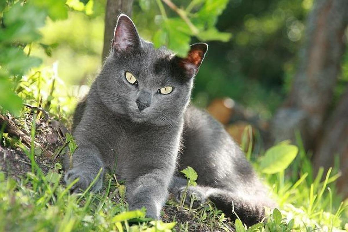 NOM DE CHAT GRIS - Liste de noms de chats
