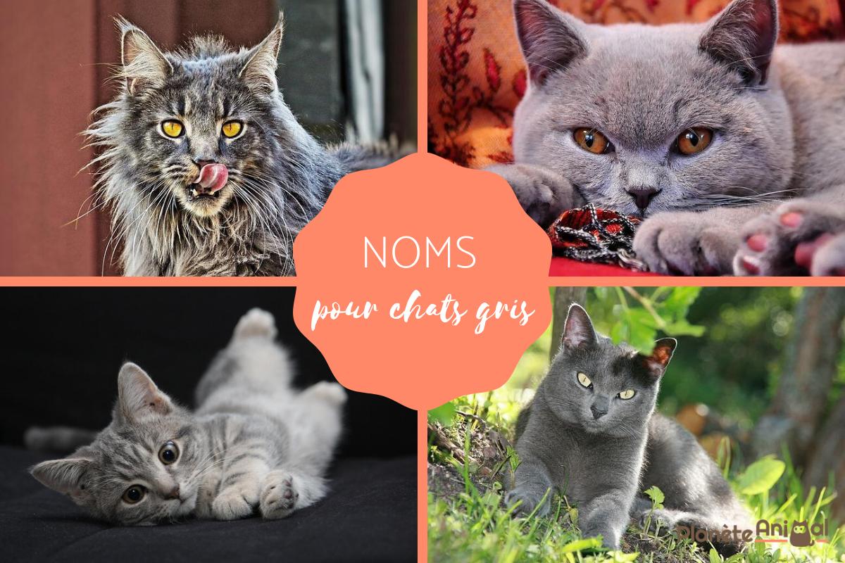 NOM DE CHAT GRIS - Liste de noms de chats