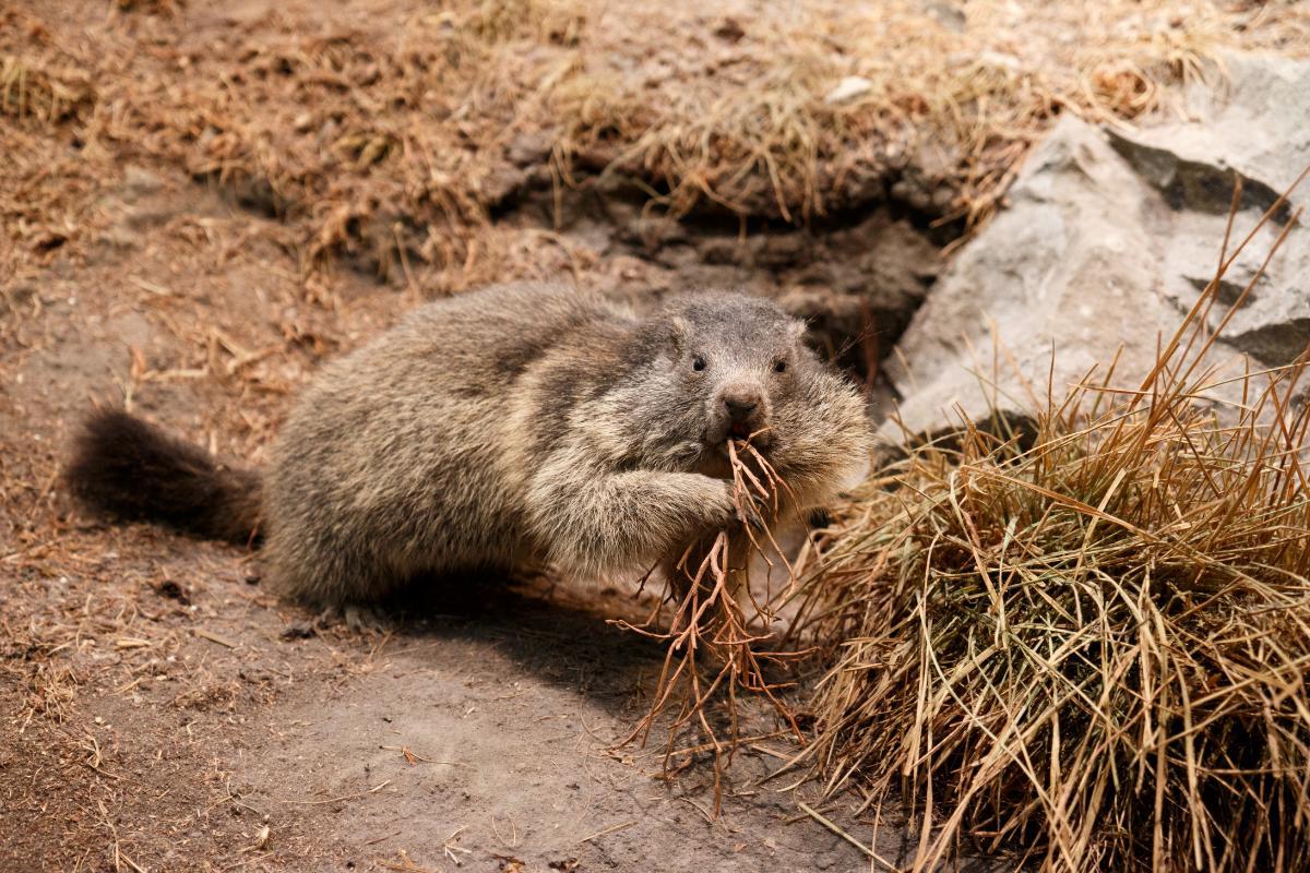 Que mange une MARMOTTE