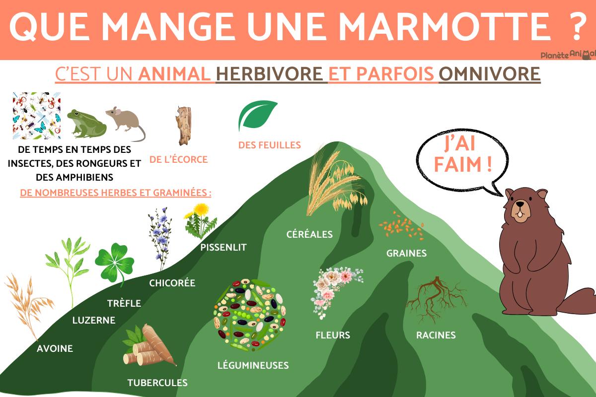 Que mange une MARMOTTE