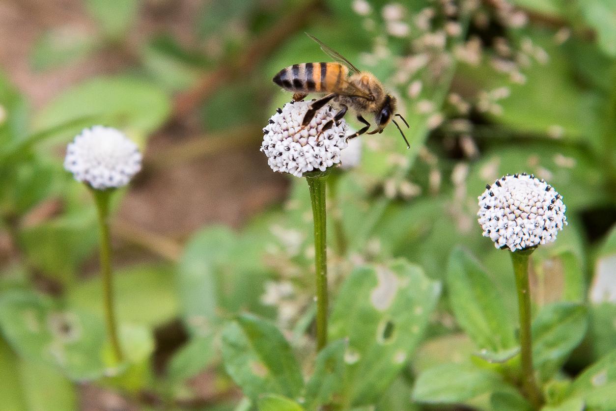Insectes qui piquent - Espèces et caractéristiques