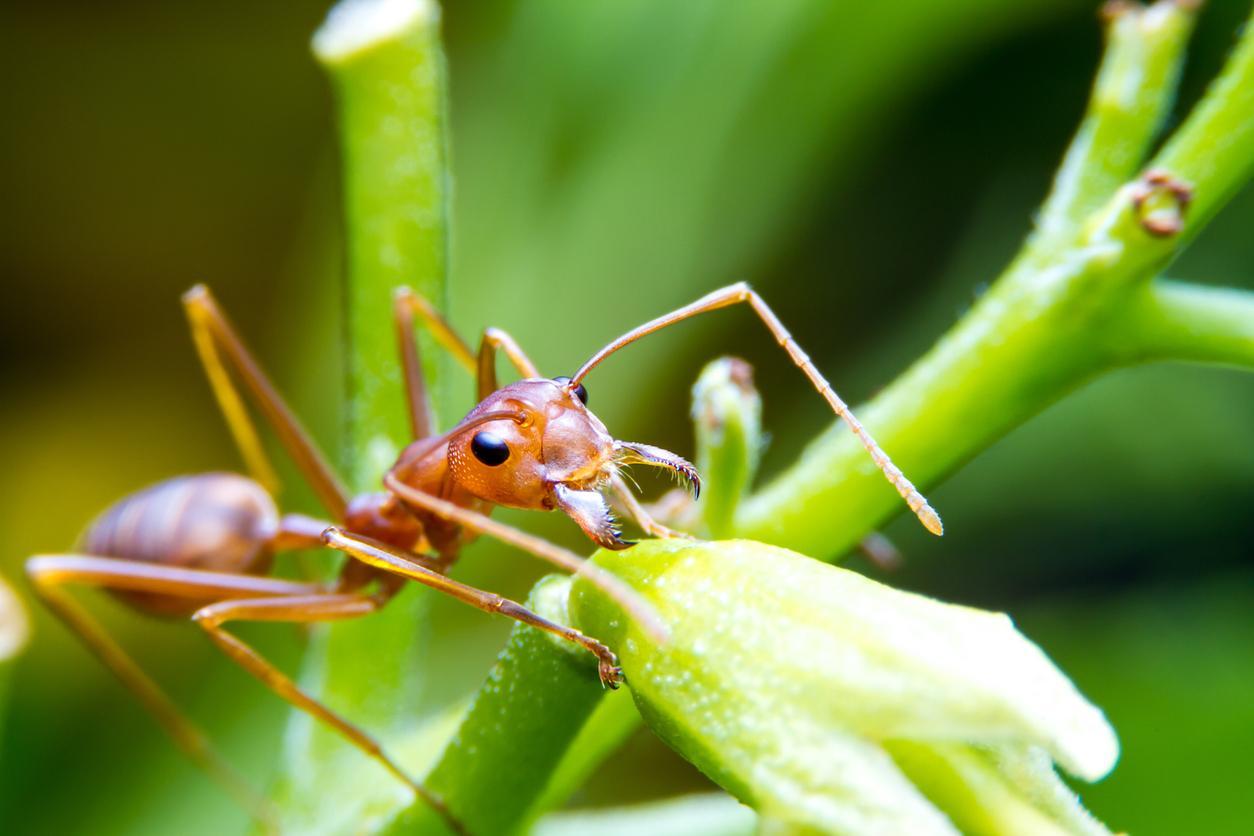 Insectes qui piquent - Espèces et caractéristiques