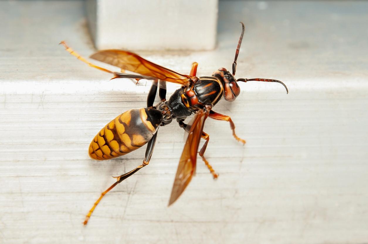 Insectes qui piquent - Espèces et caractéristiques