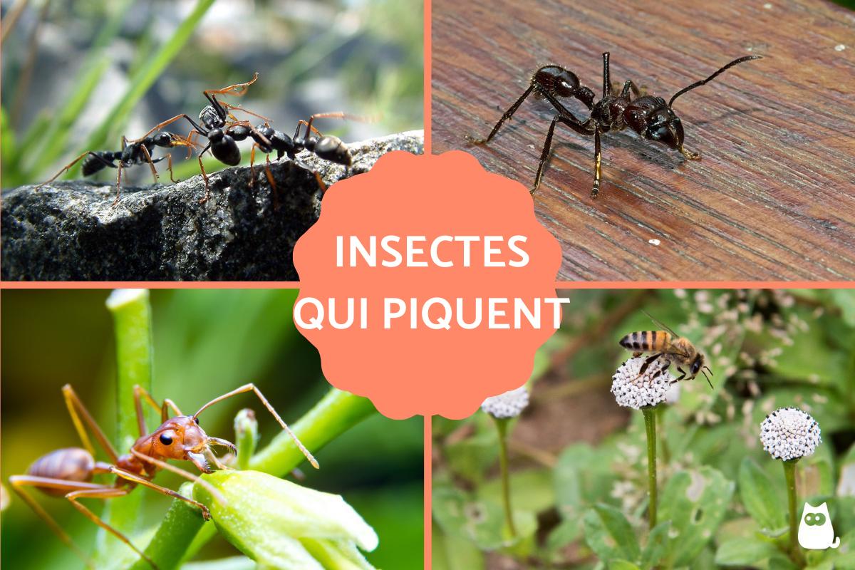 Insectes qui piquent - Espèces et caractéristiques