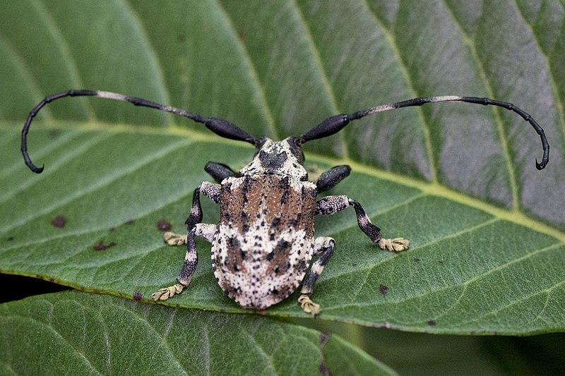 Insectes qui piquent - Espèces et caractéristiques