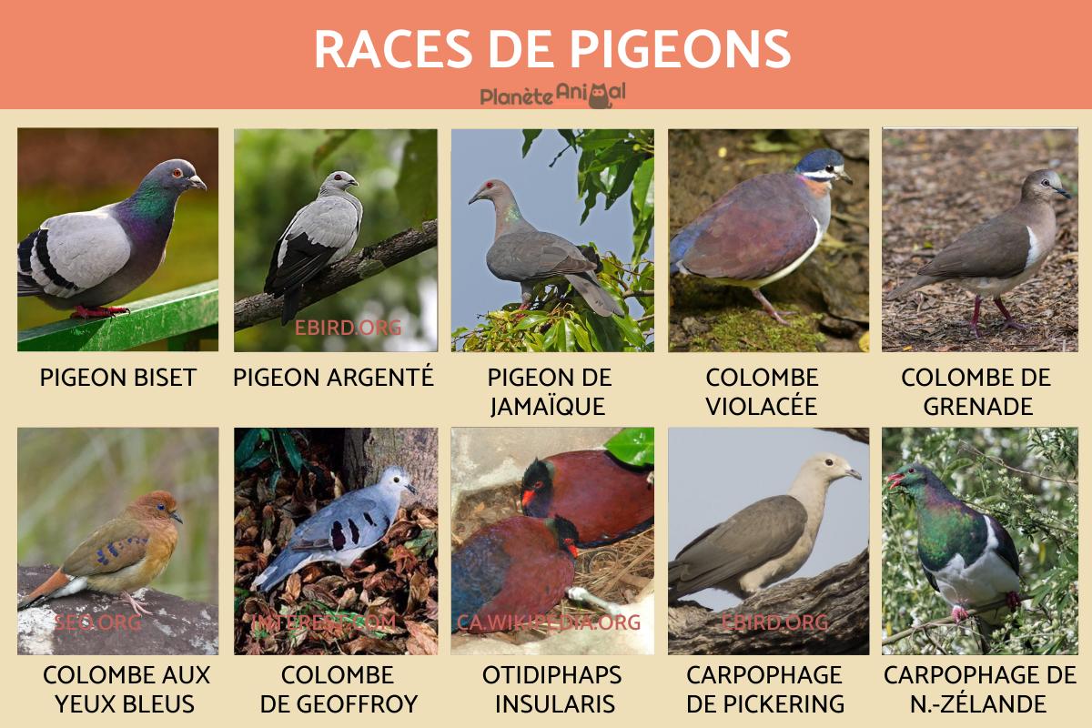 +20 Races de PIGEONS - Caractéristiques et habitat (+PHOTOS)