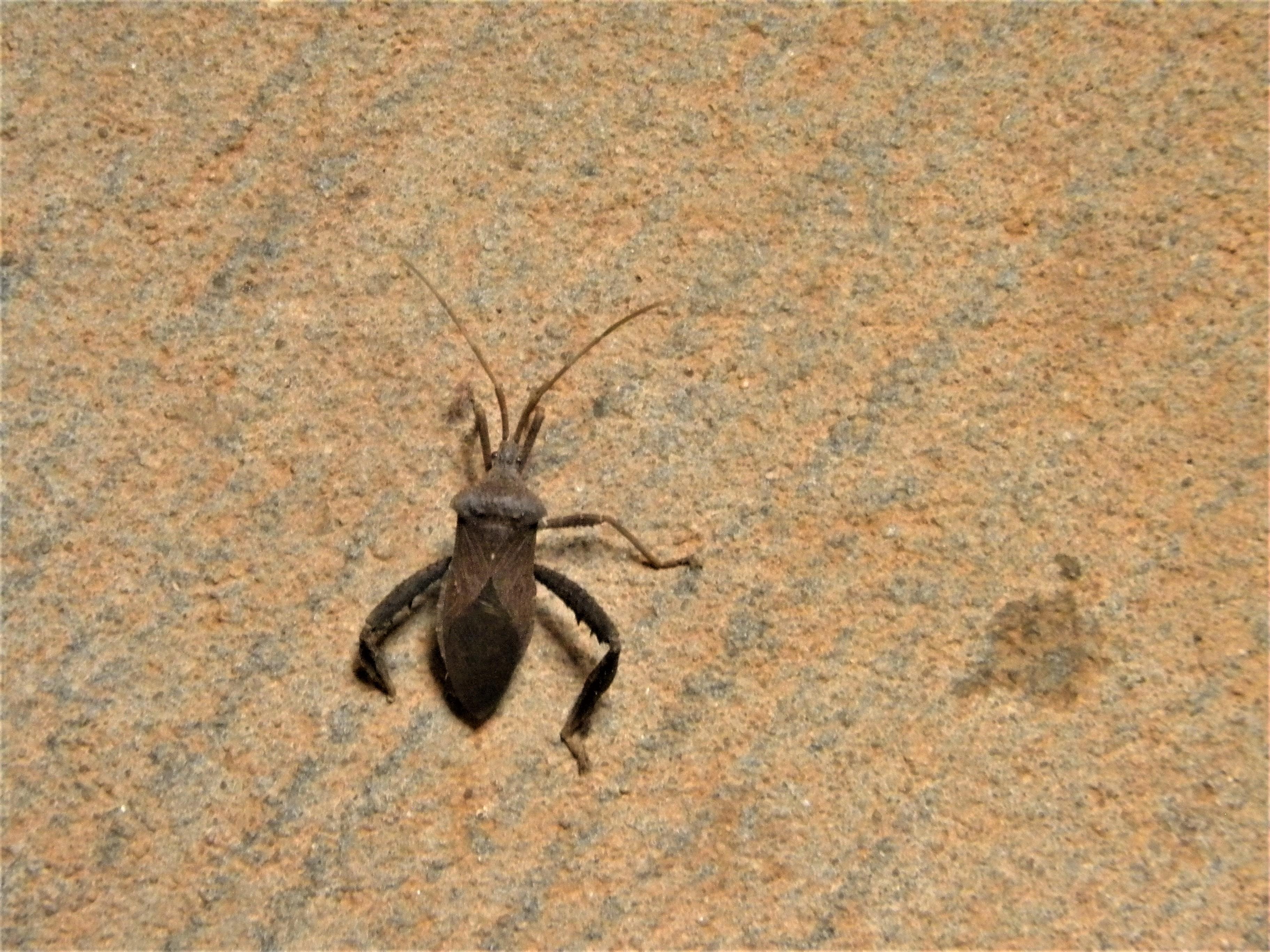 Insectes qui piquent - Espèces et caractéristiques