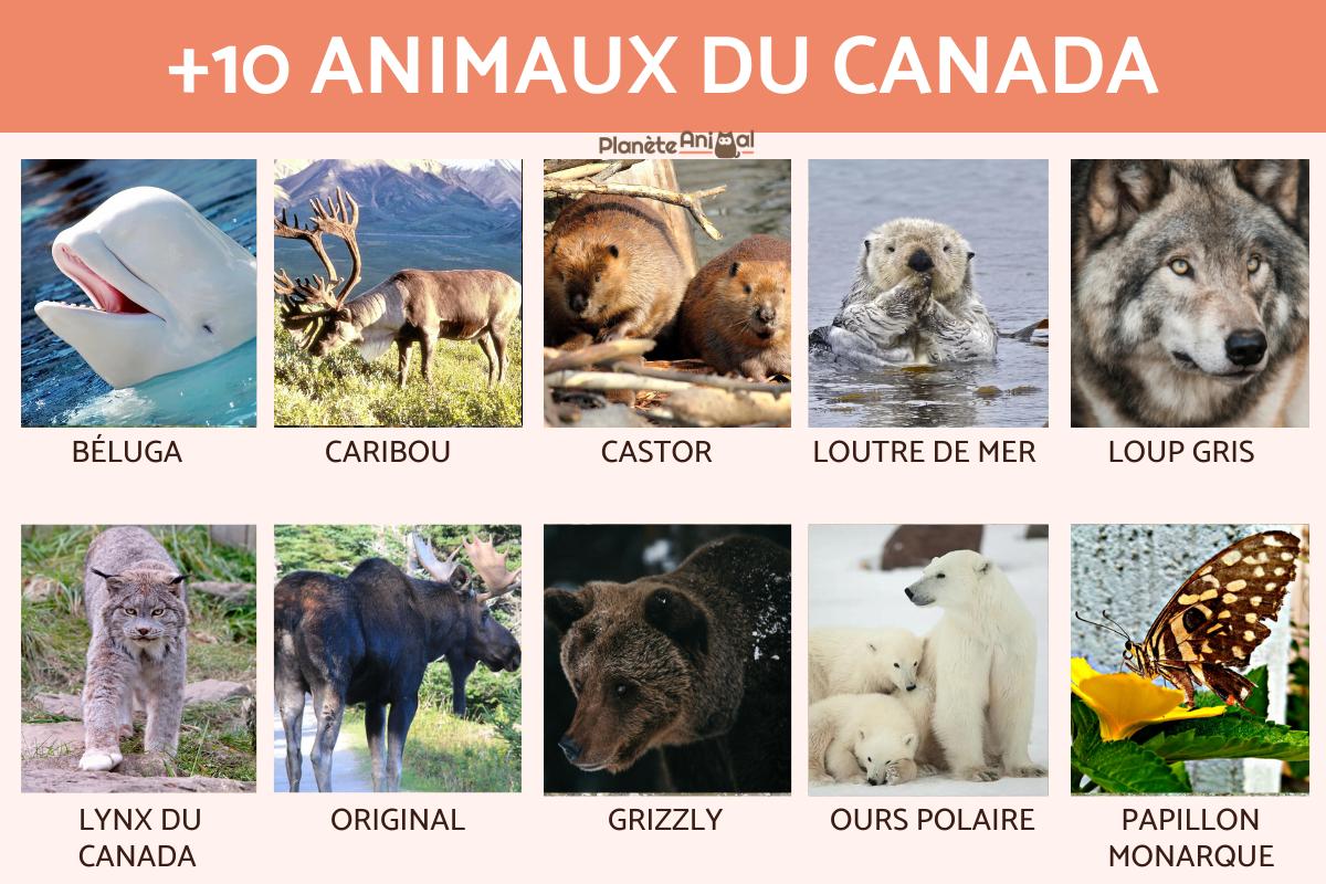 20 ANIMAUX du CANADA - Noms, caractéristique et PHOTOS