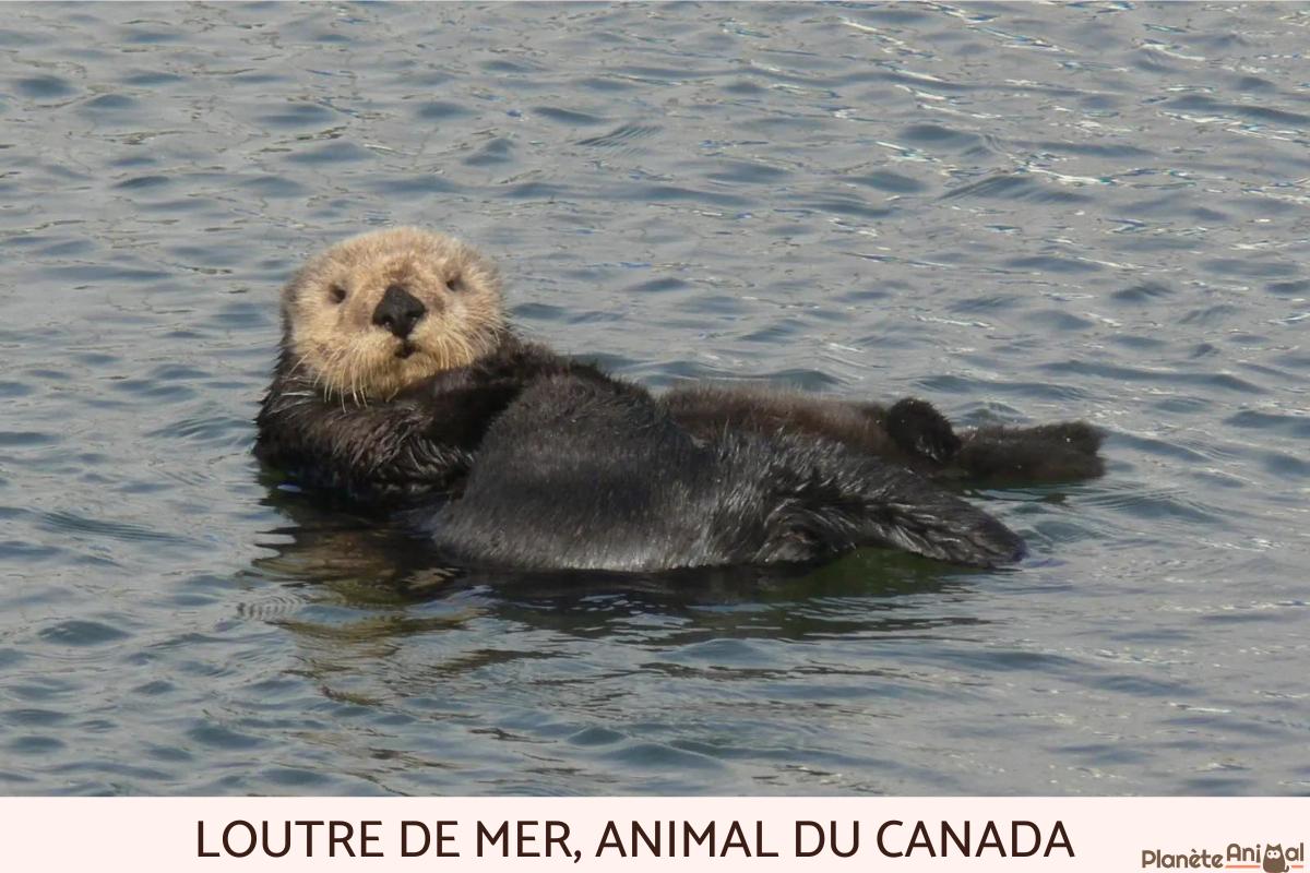 20 ANIMAUX du CANADA - Noms, caractéristique et PHOTOS