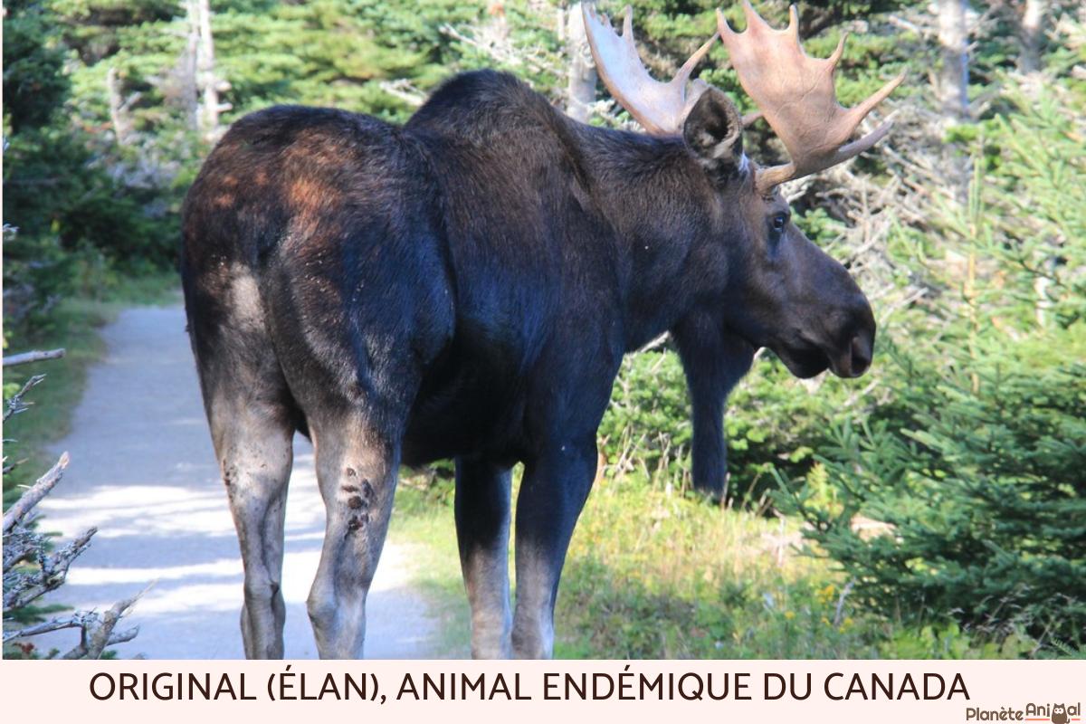 20 ANIMAUX du CANADA - Noms, caractéristique et PHOTOS