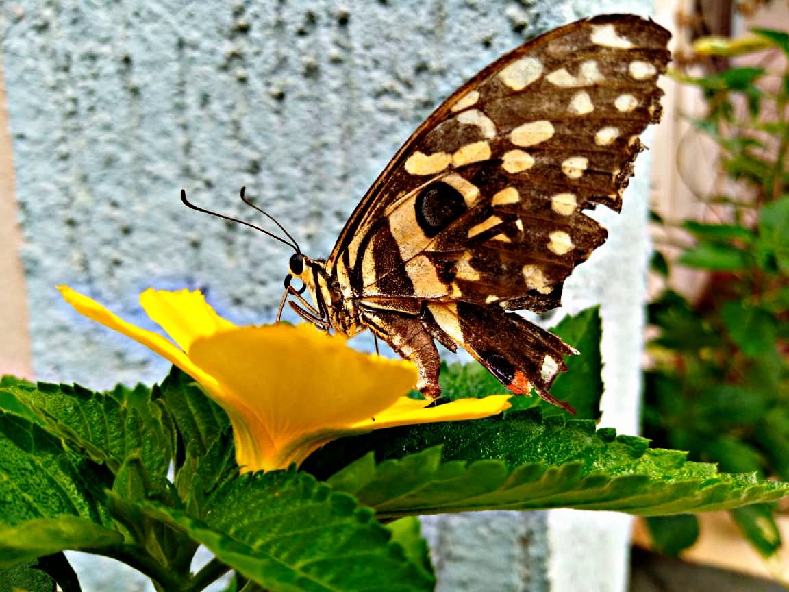20 ANIMAUX du CANADA - Noms, caractéristique et PHOTOS