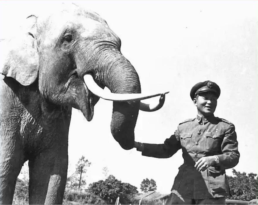 Comment de temps vit un éléphant - Durée de vie d'un éléphant Comment de temps vit un éléphant - Durée de vie d'un éléphant