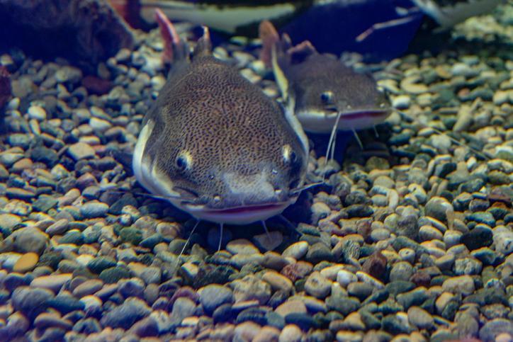 Poisson sans écailles - Types, noms et exemples (avec PHOTOS)