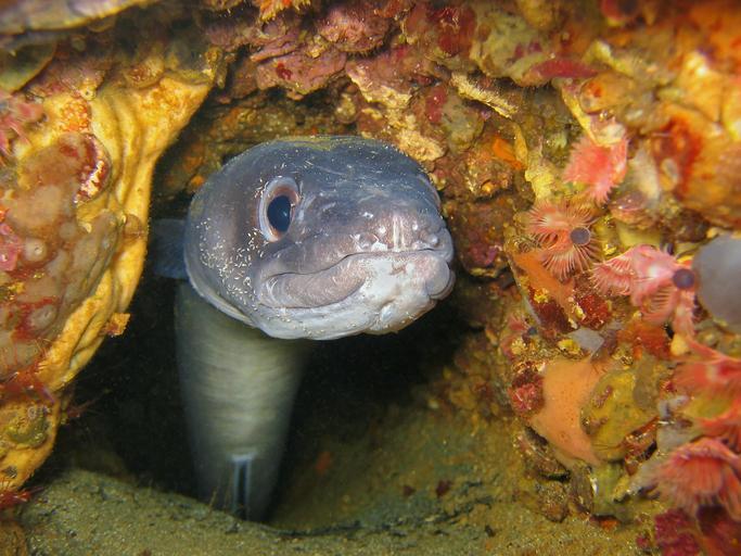 Poisson sans écailles - Types, noms et exemples (avec PHOTOS)