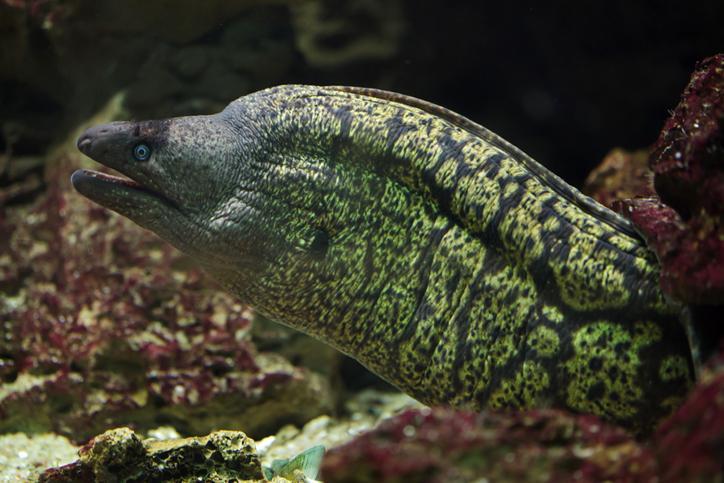 Poisson sans écailles - Types, noms et exemples (avec PHOTOS)