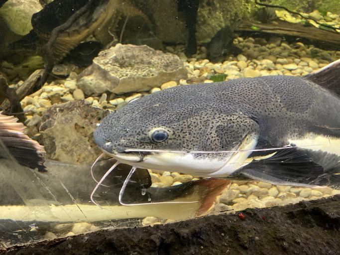 Poisson sans écailles - Types, noms et exemples (avec PHOTOS)