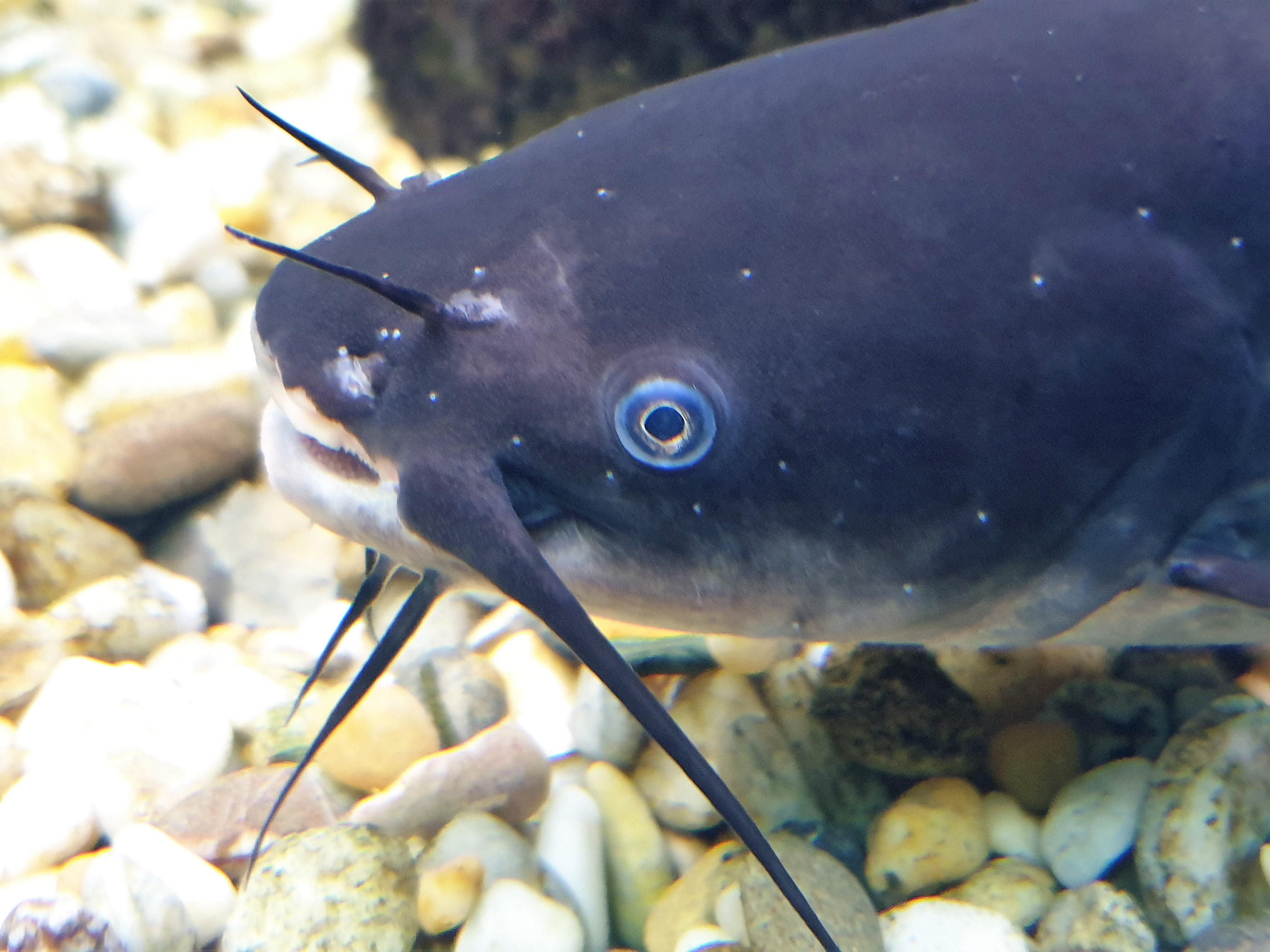 Poisson sans écailles - Types, noms et exemples (avec PHOTOS)