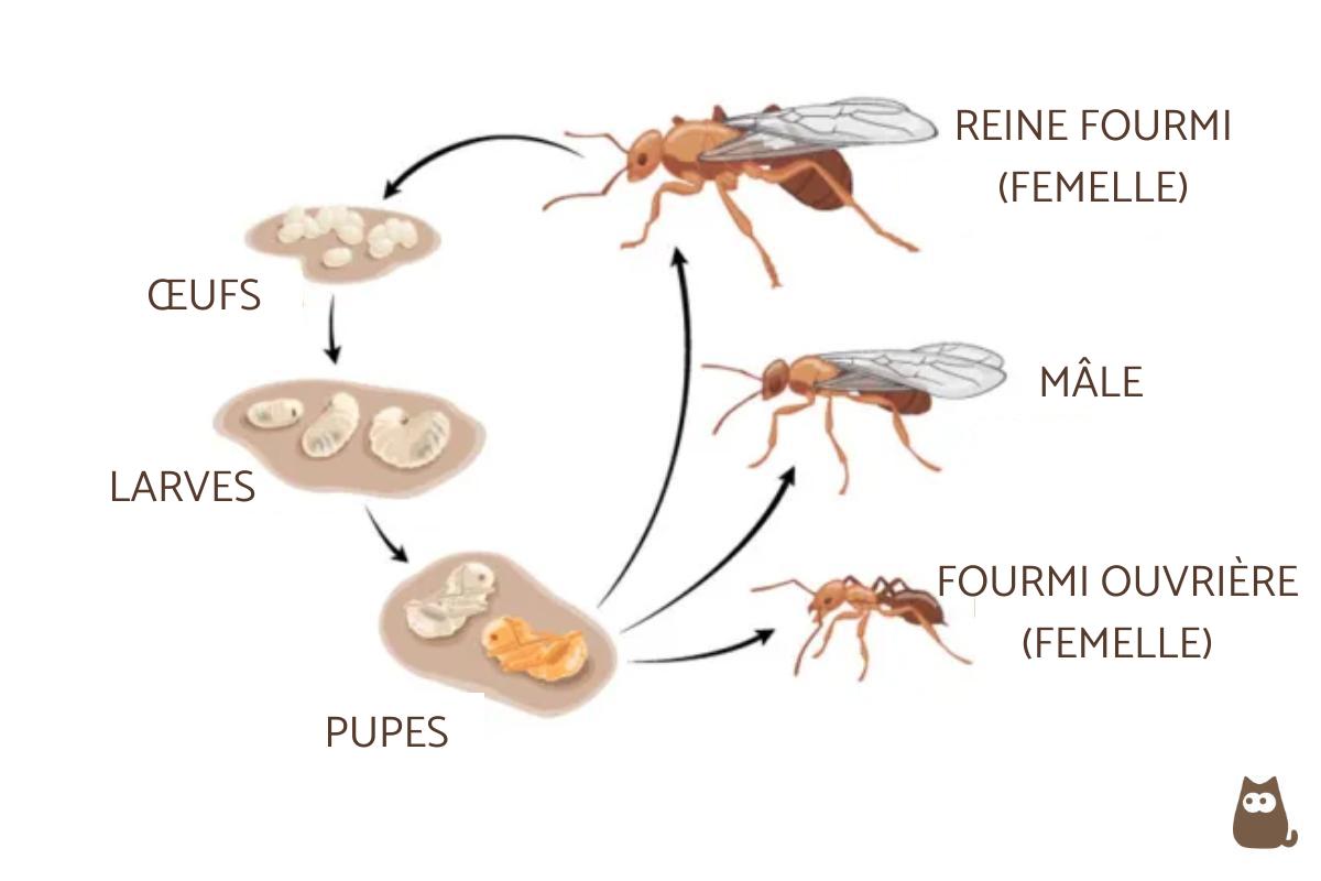 DURÉE DE VIE d'une FOURMI - CYCLE de VIE de la REINE FOURMI