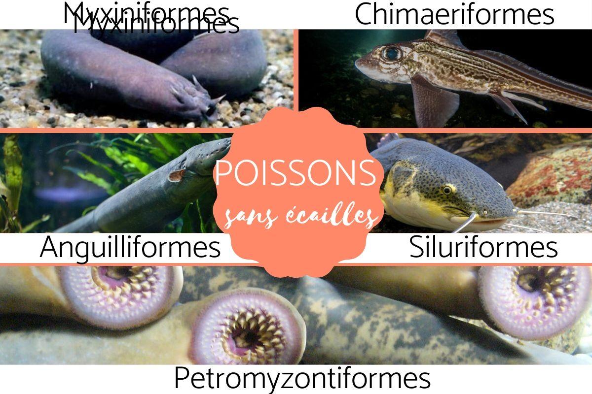 Poisson sans écailles - Types, noms et exemples (avec PHOTOS)