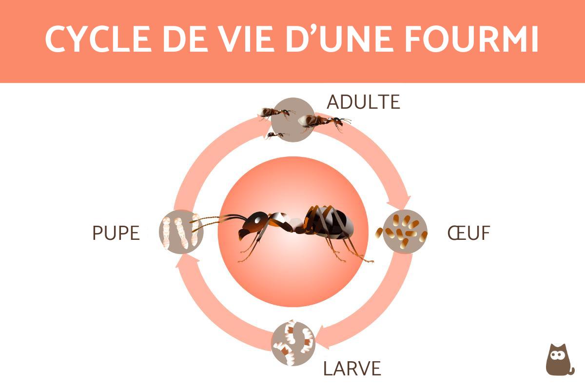 DURÉE DE VIE d'une FOURMI - CYCLE de VIE de la REINE FOURMI
