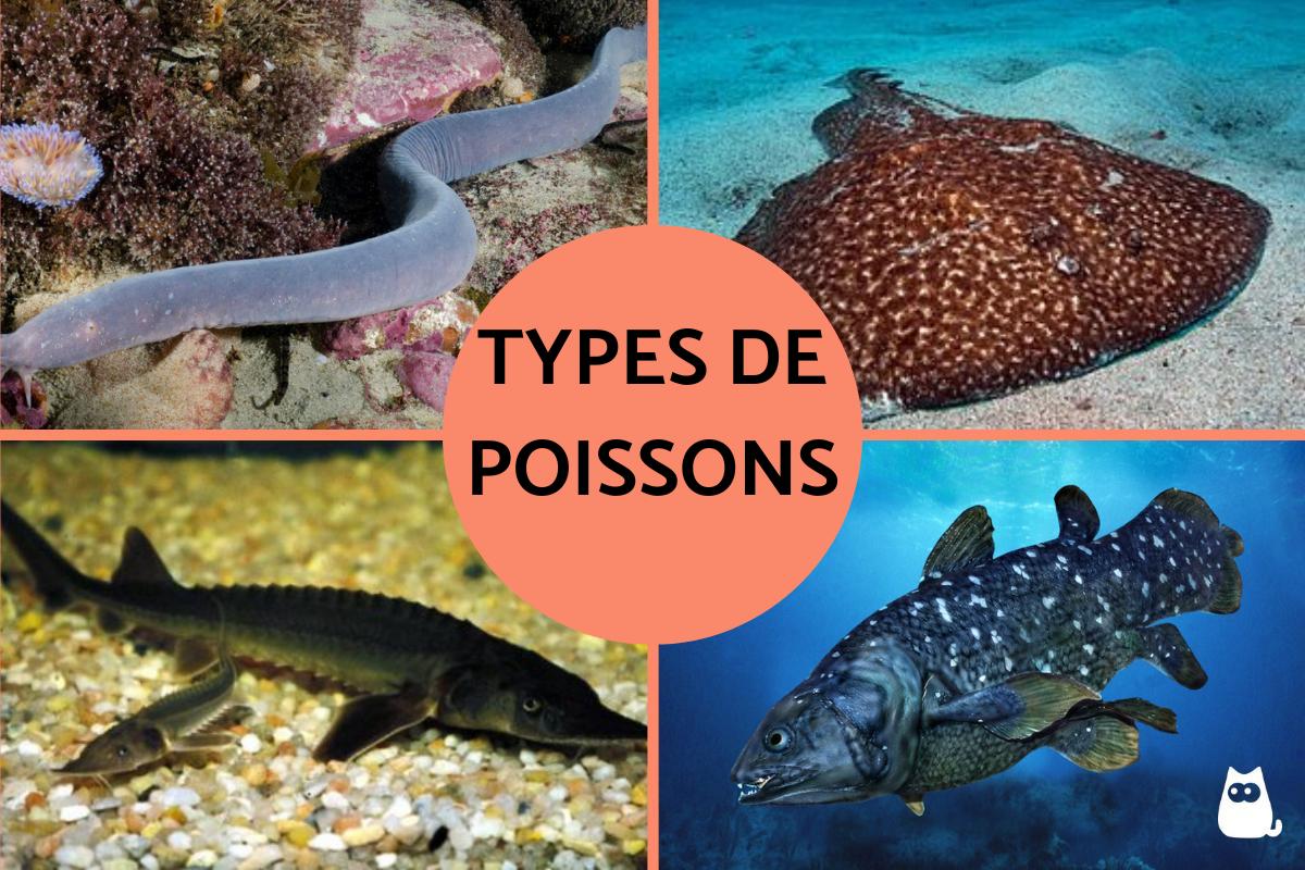 Types de poissons - Classification, caractéristiques et exemples avec ...