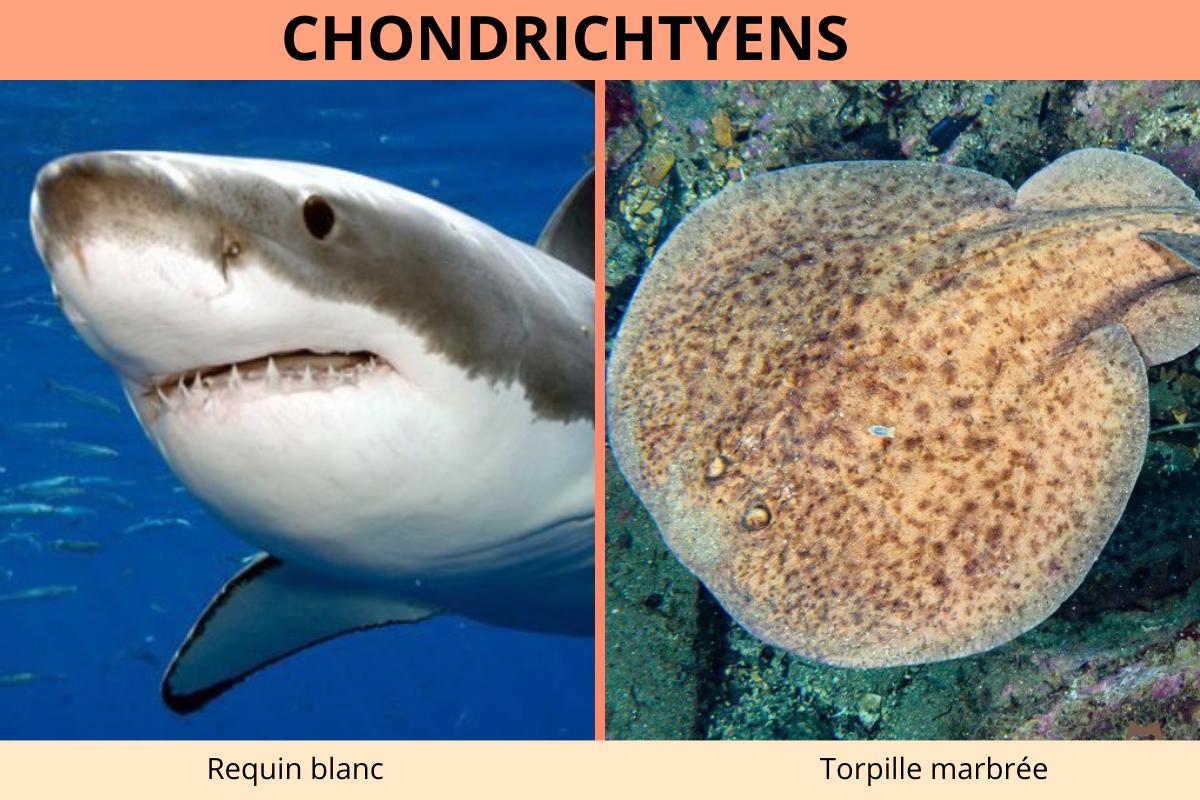 Types de poissons - Classification, caractéristiques et exemples avec ...