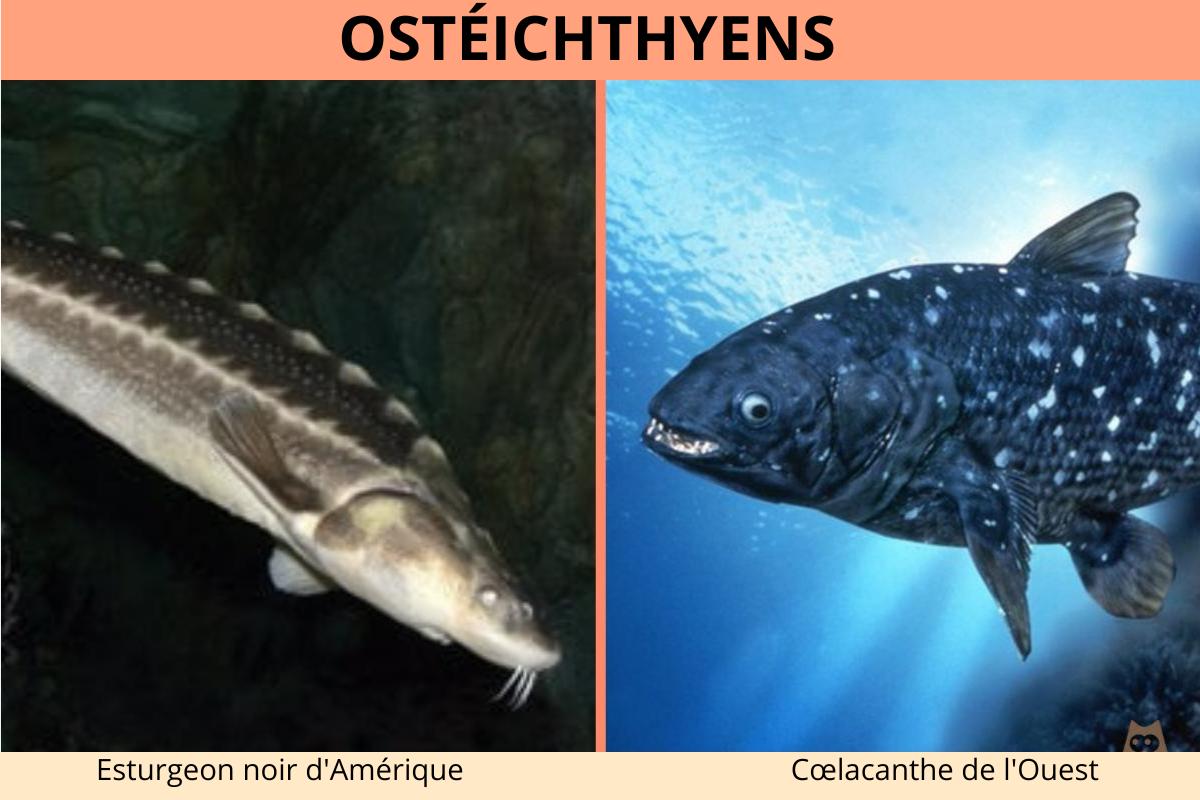 Types de poissons - Classification, caractéristiques et exemples avec ...