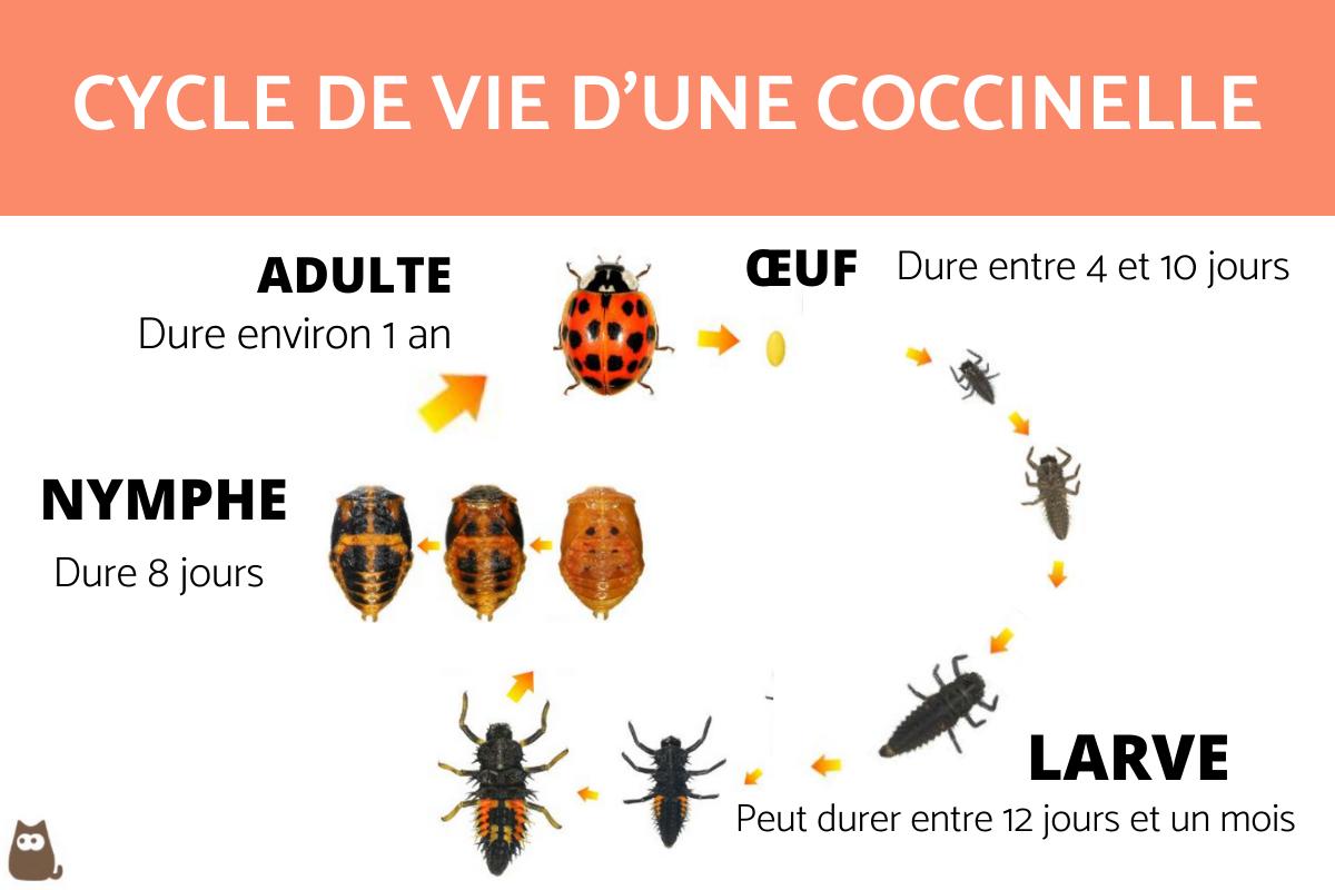 Combien de temps vit une coccinelle ? CYCLE DE VIE