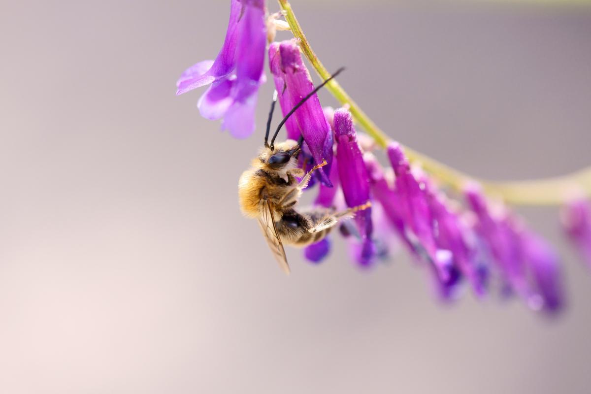 Quels sont les types d'abeilles ? 8 types d'abeilles - PHOTOS des ...