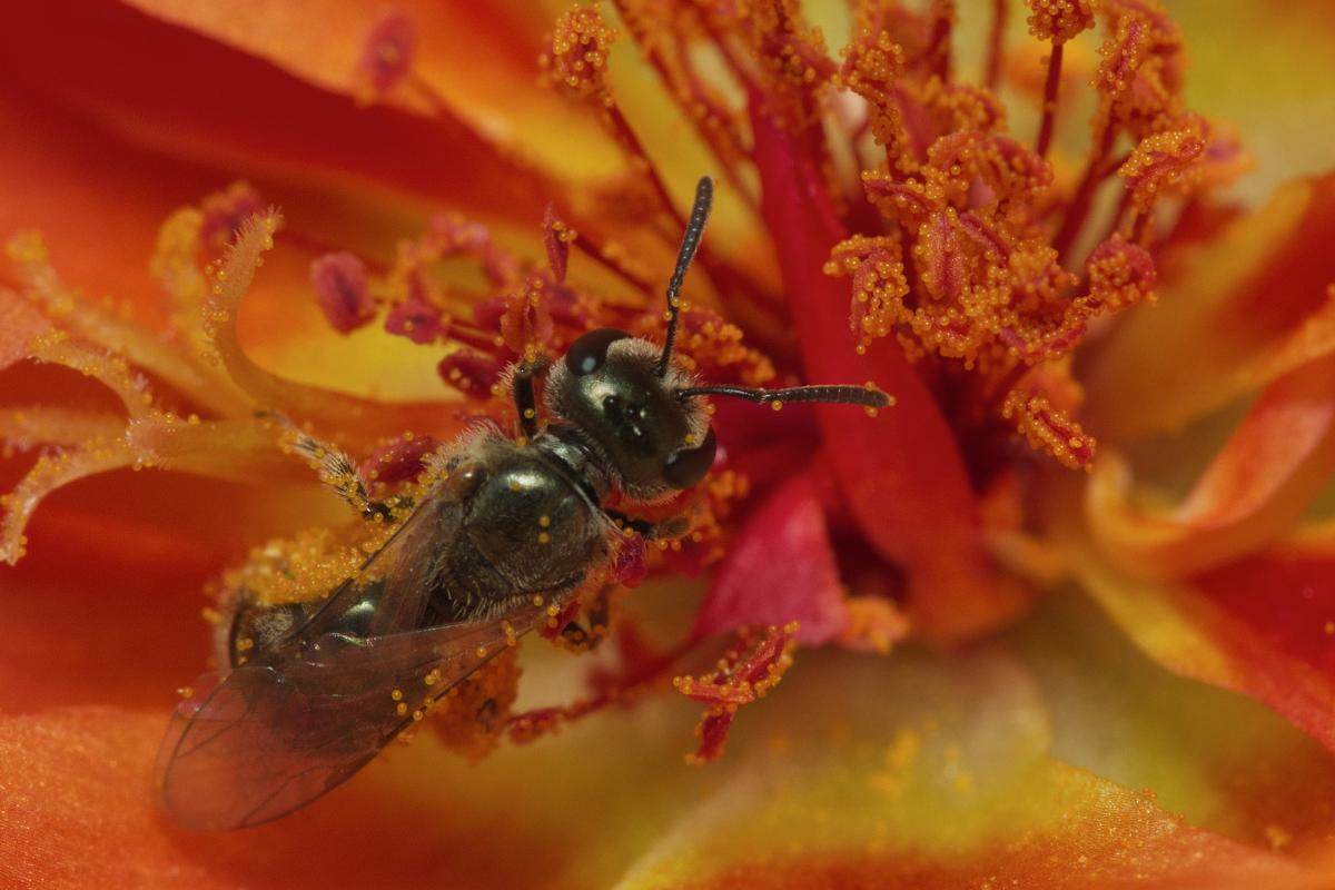 Quels sont les types d'abeilles ? 8 types d'abeilles - PHOTOS des ...