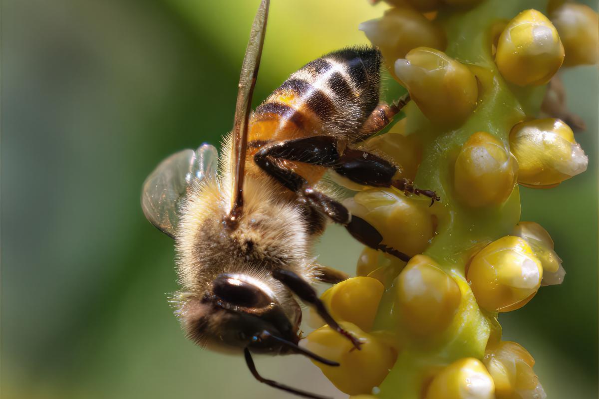 Quels sont les types d'abeilles ? 8 types d'abeilles - PHOTOS des ...