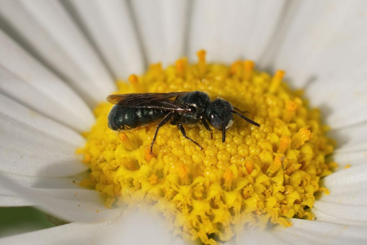 Quels sont les types d'abeilles ? 8 types d'abeilles - PHOTOS des ...