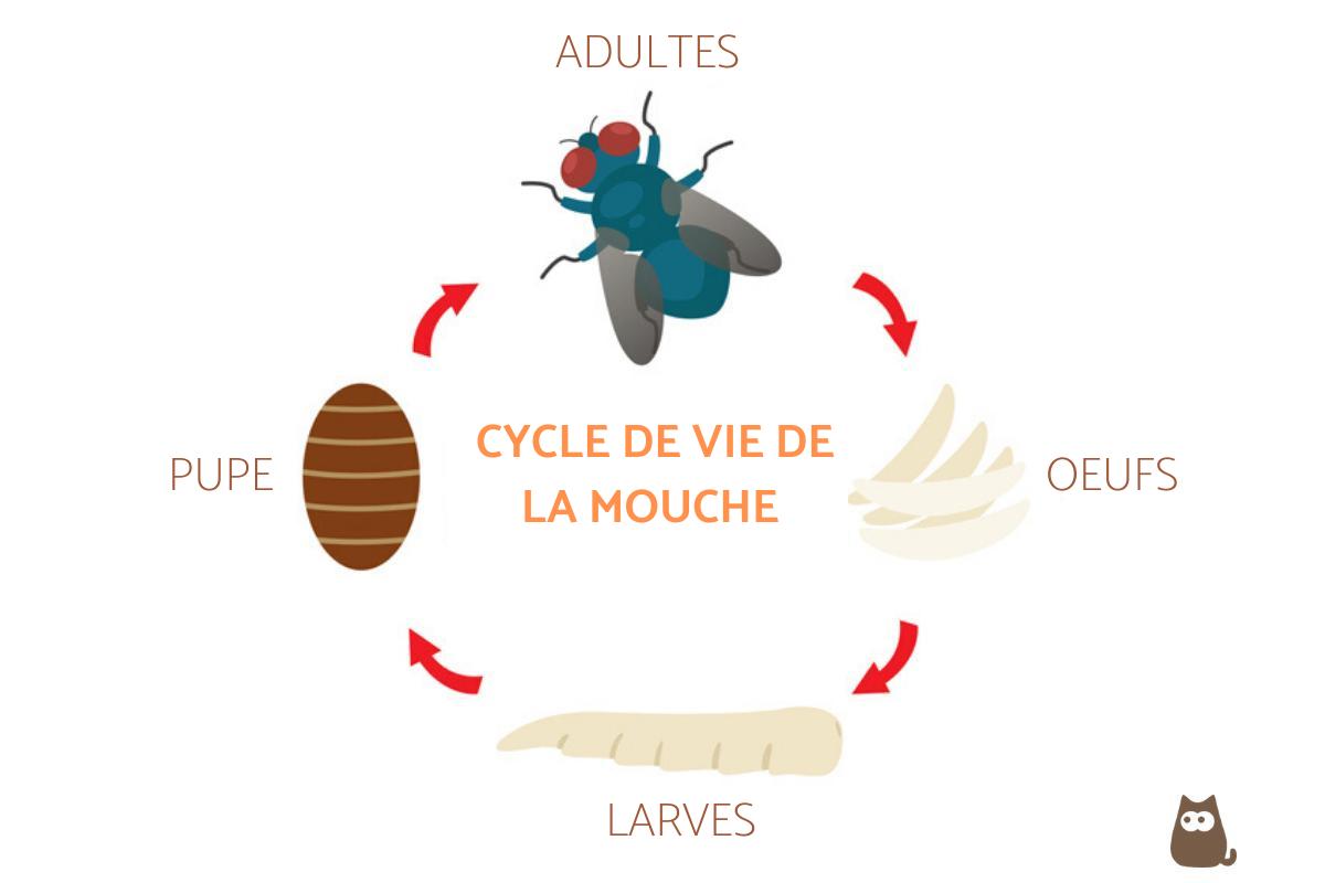 CYCLE DE VIE DE LA MOUCHE - Naissance, reproduction et espérance de vie