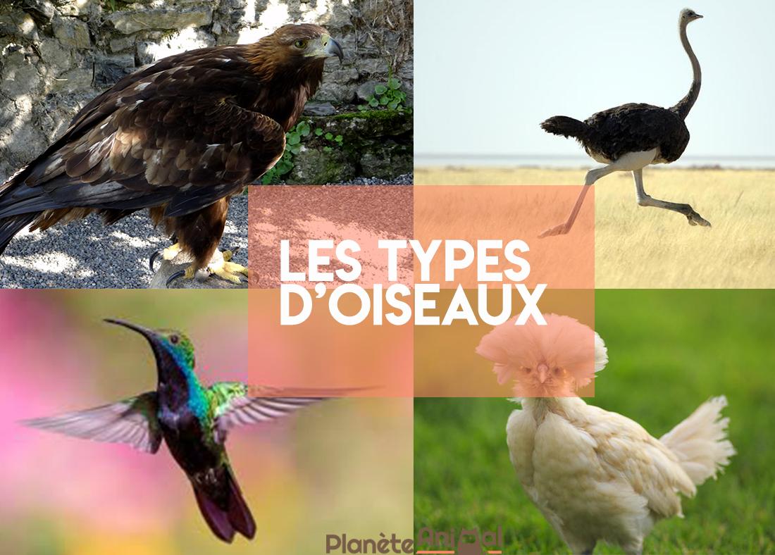 Les types des oiseaux - Caractéristiques, noms et exemples