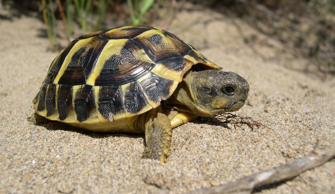 TORTUE comme ANIMAL de COMPAGNIE - Guide complet sur les soins et l ...