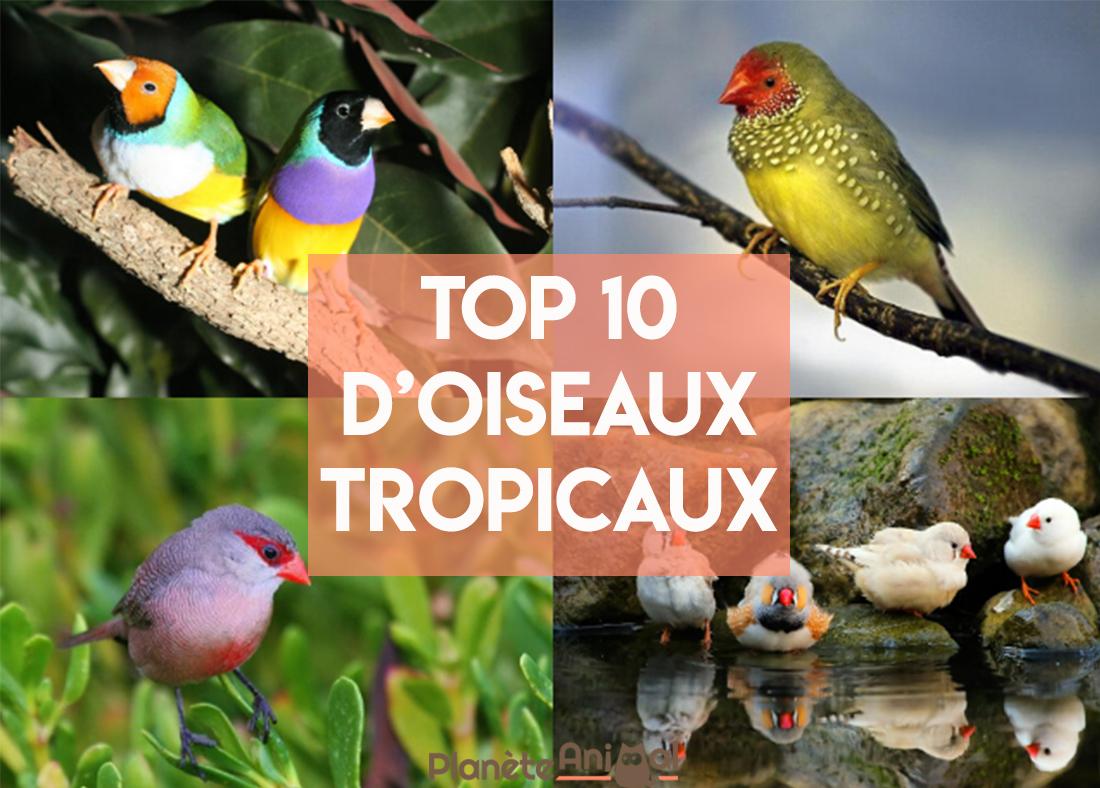 OISEAUX TROPICAUX - TOP 10 avec PHOTOS