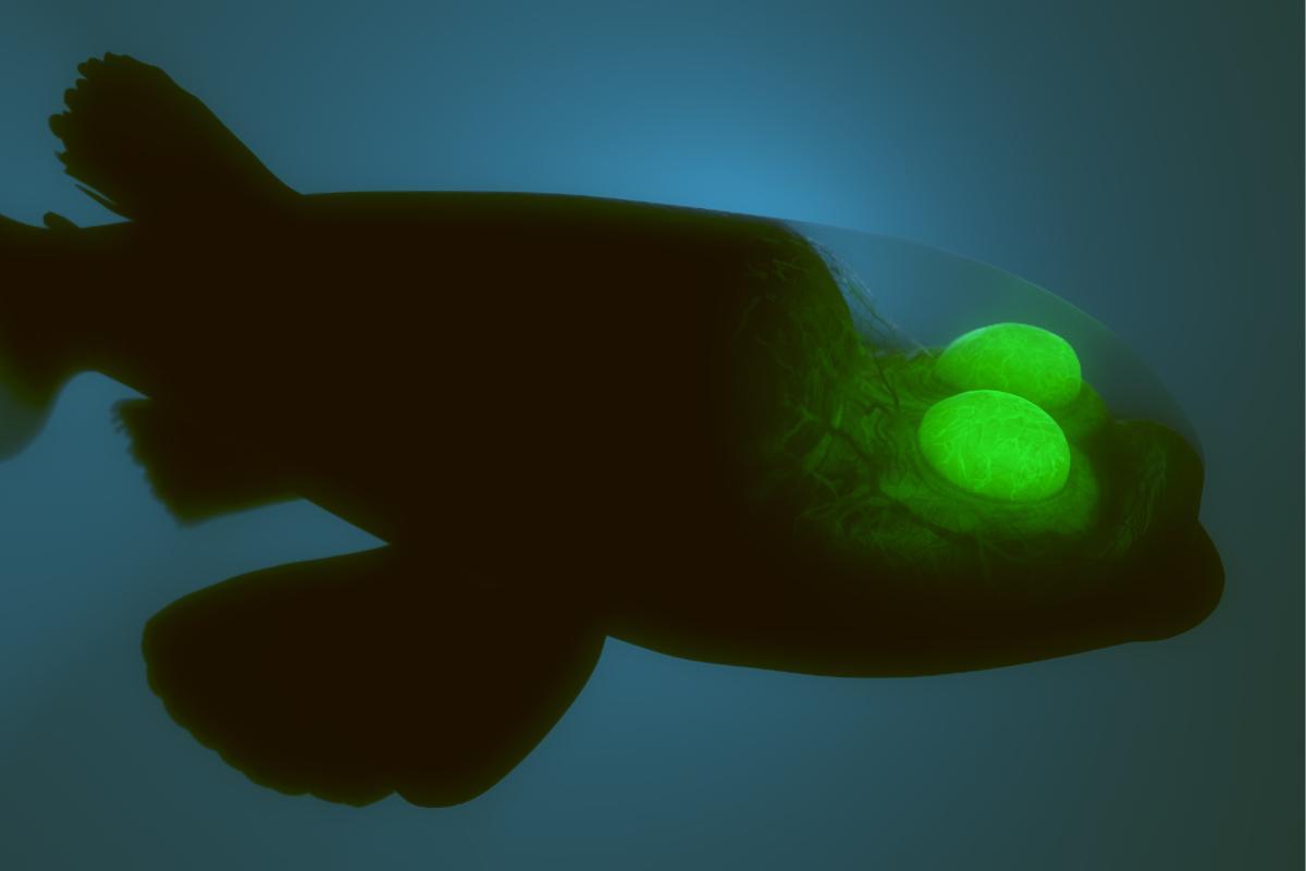 Animaux bioluminescents : caractéristiques et exemples