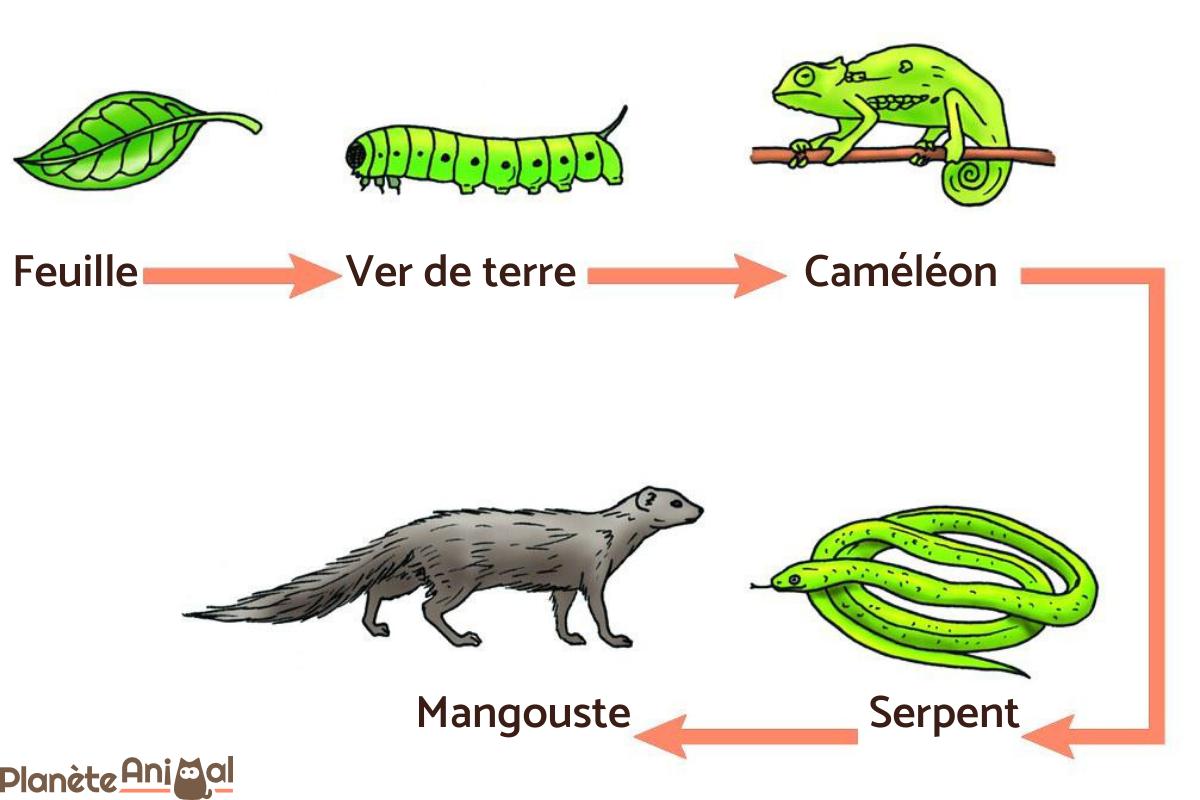 CHAÎNE ALIMENTAIRE TERRESTRE : DÉFINITION et EXEMPLE