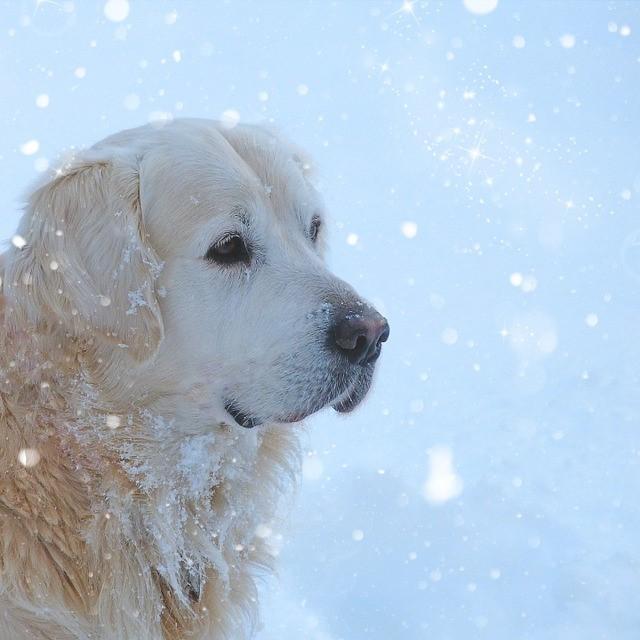 Les races de chien retriever