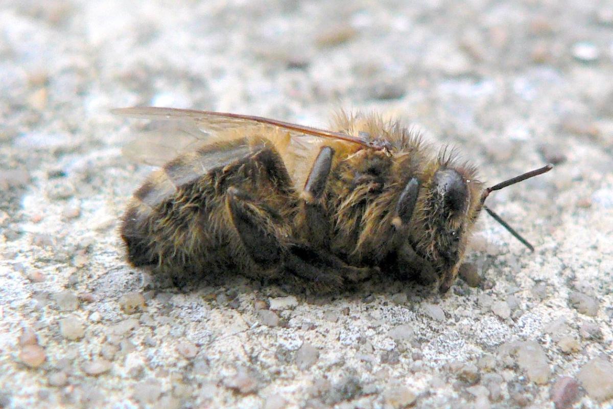 20 MALADIES des ABEILLES