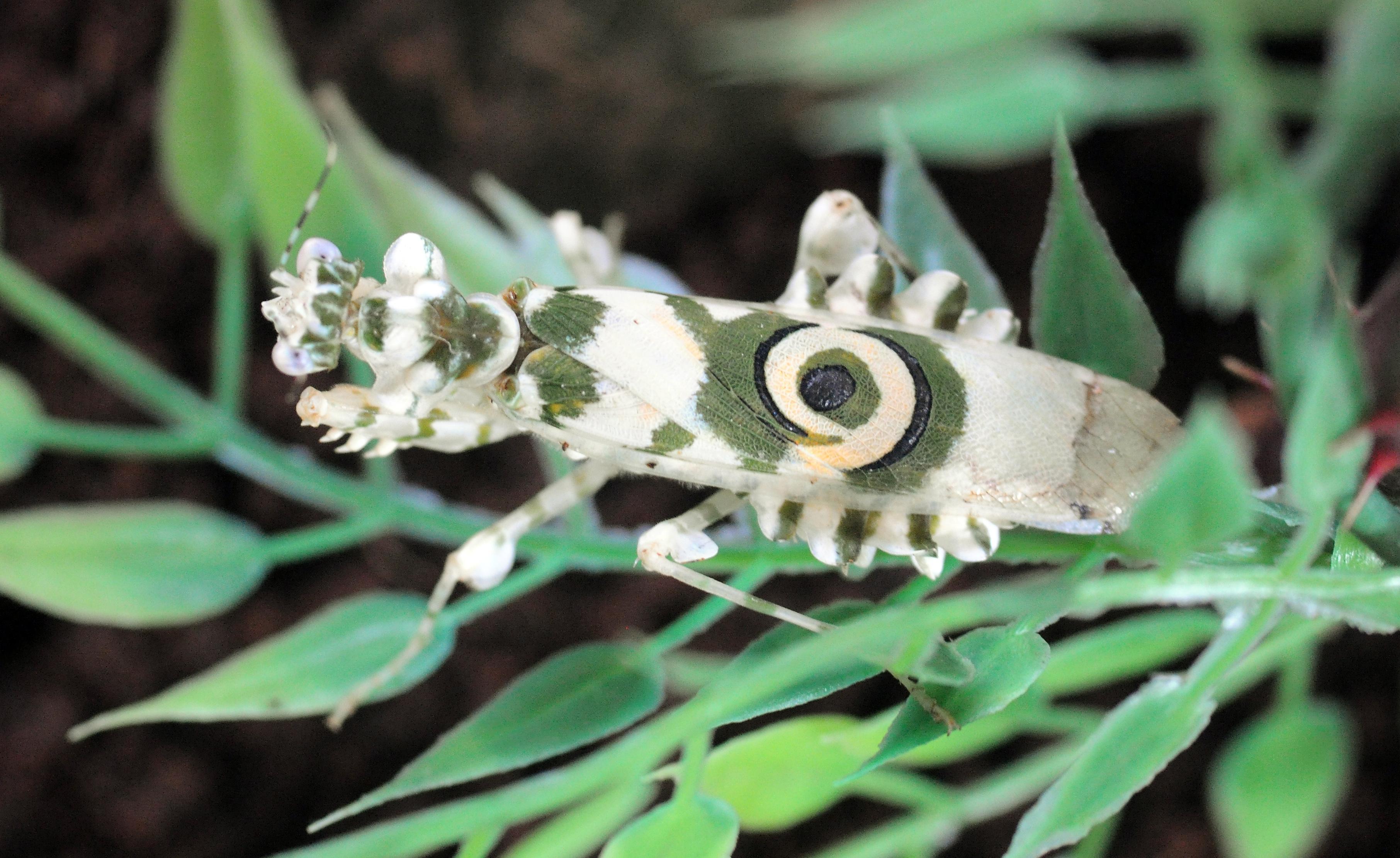 TOP 11 des INSECTES les plus BIZARRES du MONDE - PHOTOS