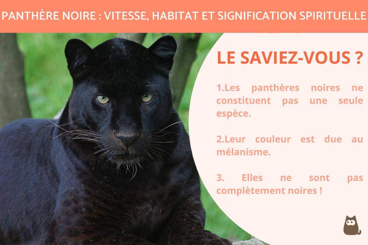 Panthère noire : vitesse, habitat et signification spirituelle